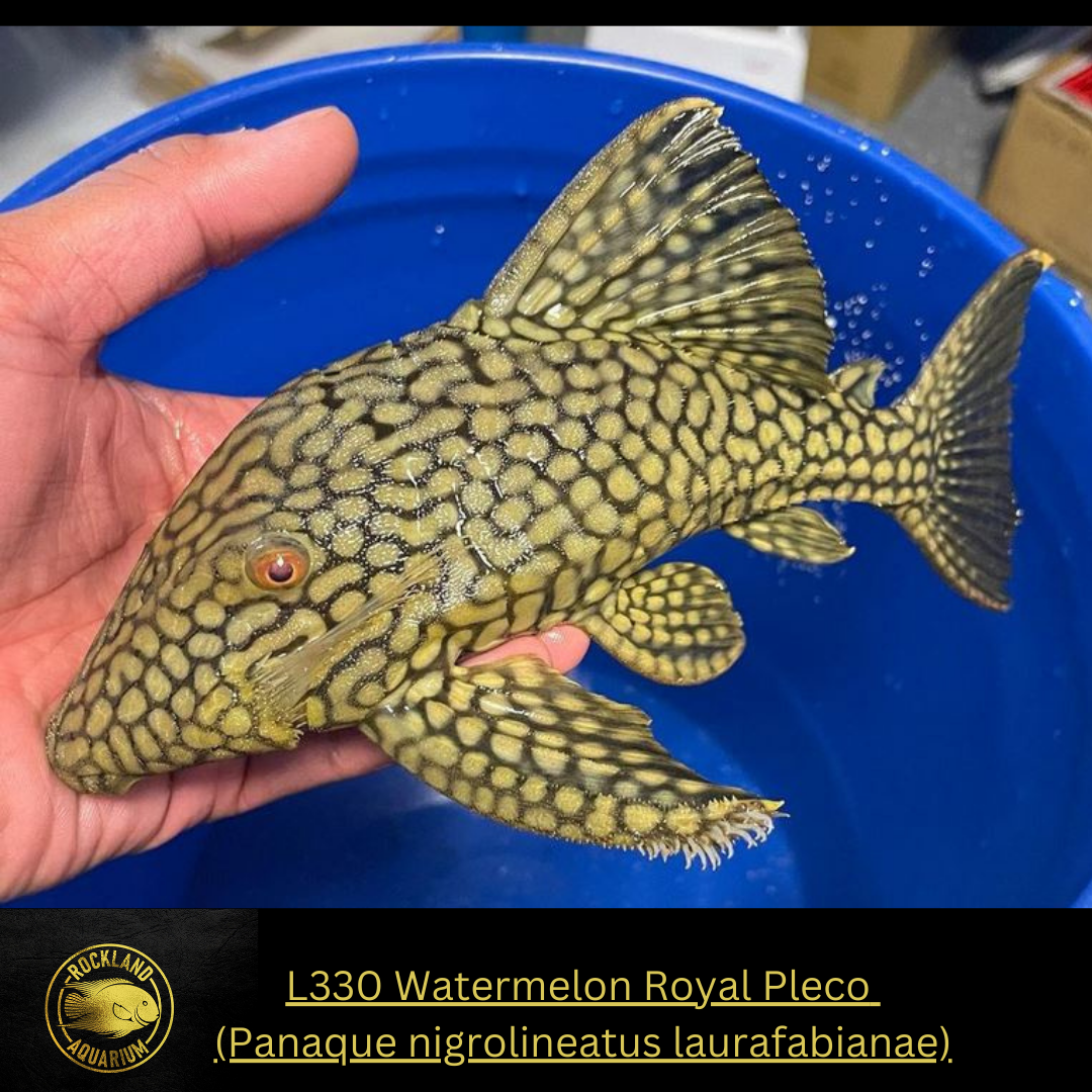 L330 Watermelon Royal Pleco - Panaque nigrolineatus- Live Fish ...