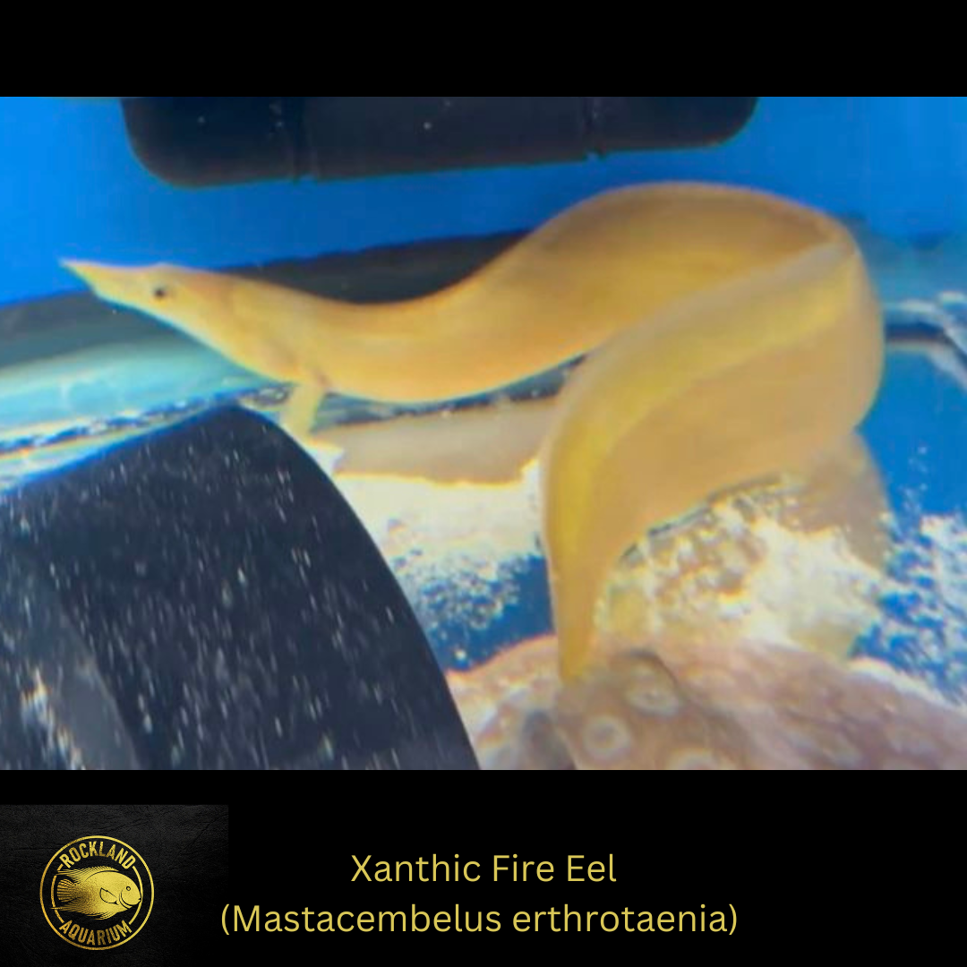 Xanthic Fire Eel - Mastacembelus erythrotaenia - Live Fish (11”)
