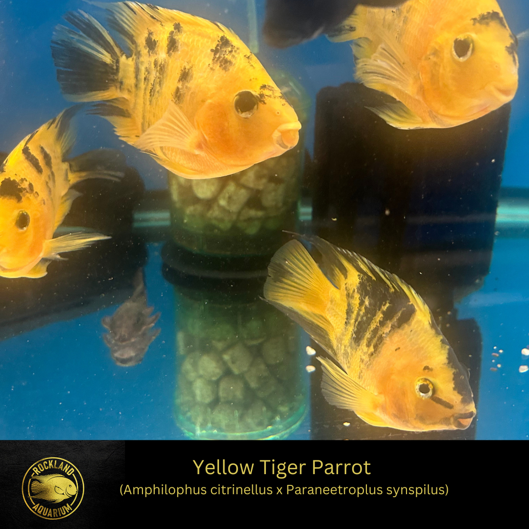 Yellow Tiger Parrot - Amphilophus citrinellus x Paraneetroplus synspil