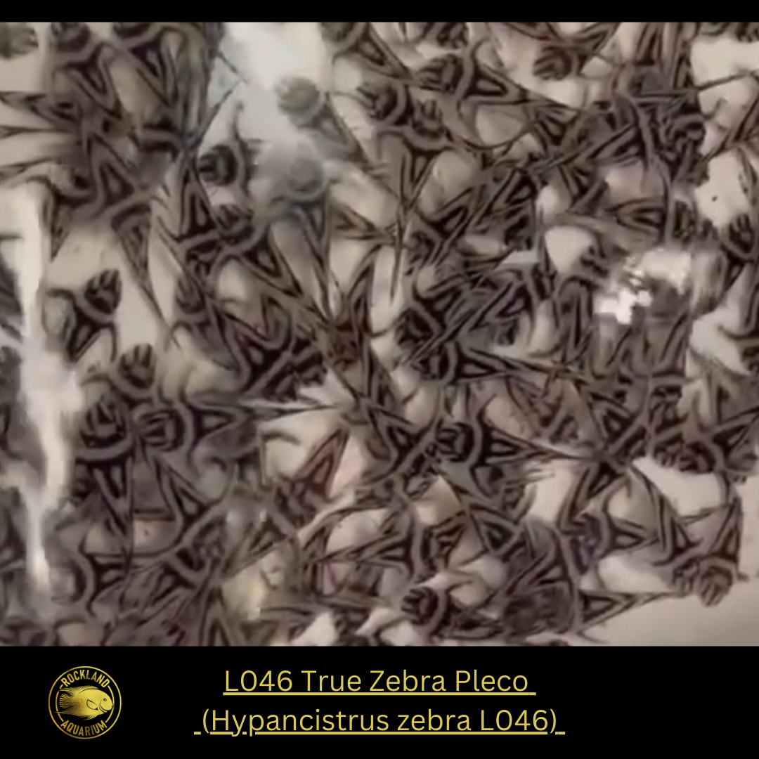L046 True Zebra Pleco – Hypancistrus zebra L046 - Live Fish (One Item ...