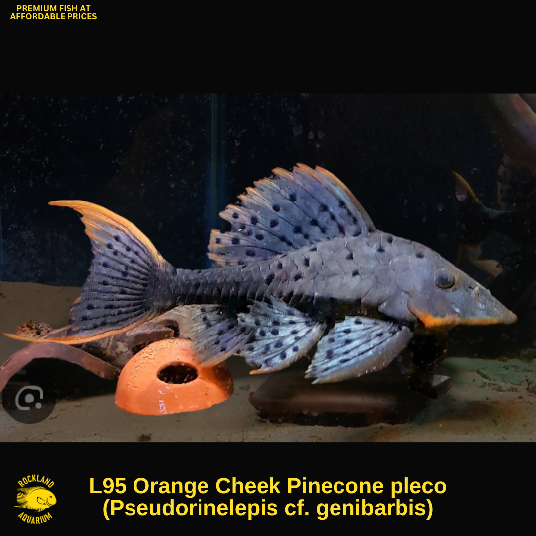 L95 Orange Cheek Pinecone pleco - Pseudorinelepis cf. genibarbis - Liv