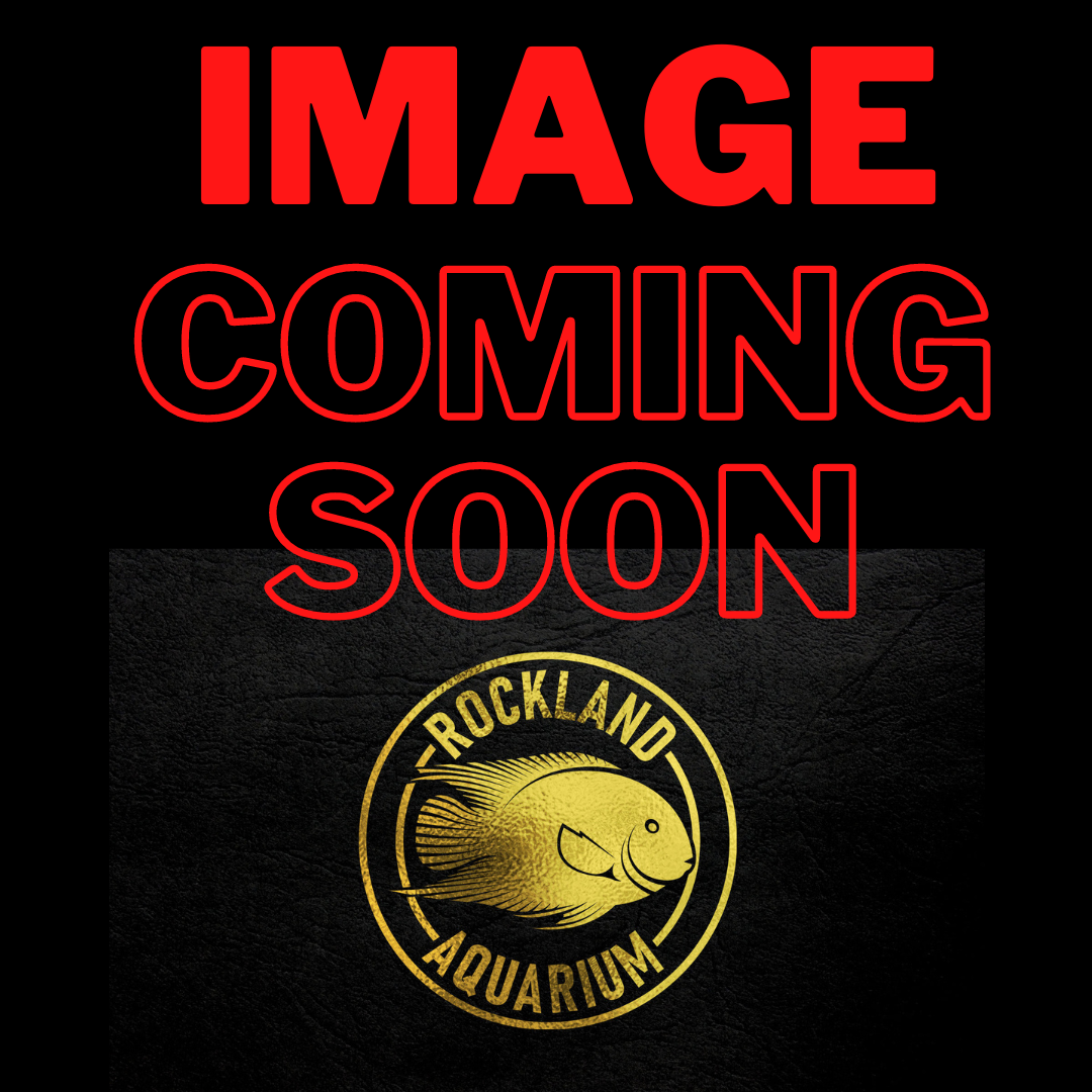 Redtail Botia Loach - Botia Modesta - Live Fish