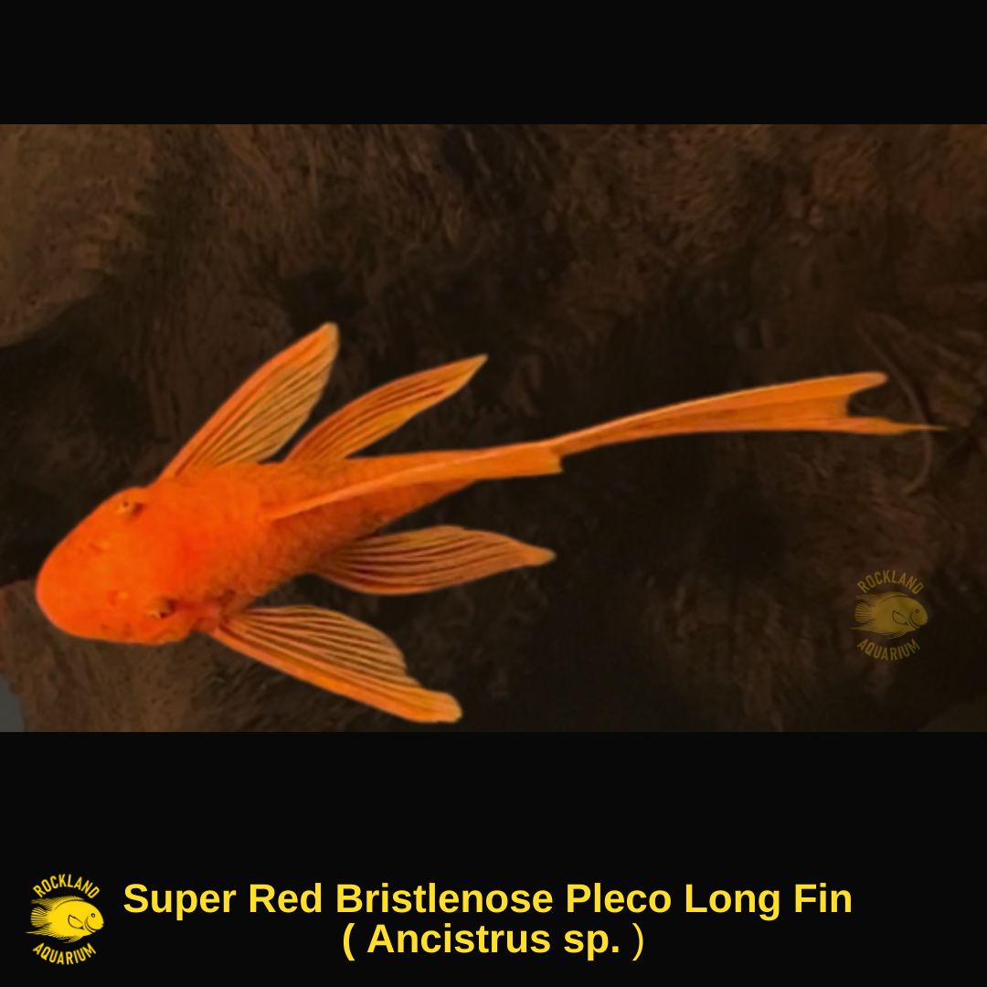 Super Red Bristlenose Pleco LONG Fin - Ancistrus sp. - Live Fish