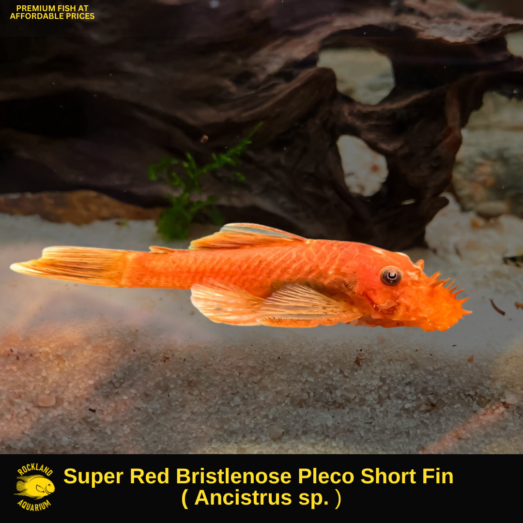 Super Red Bristlenose Pleco Short Fin - Ancistrus sp. - Live Fish (One