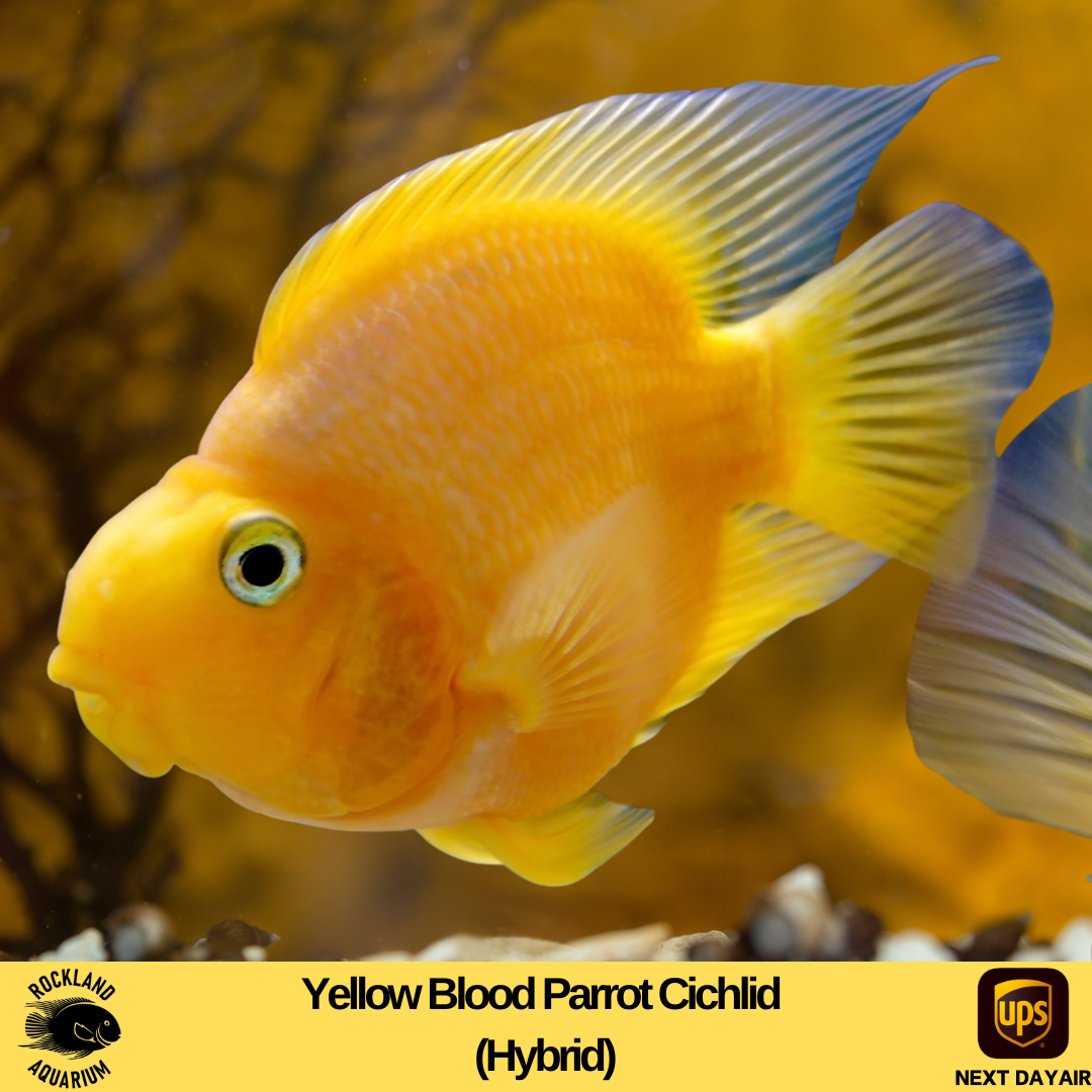 Yellow Parrot Cichlid (Hybrid) - Live Fish