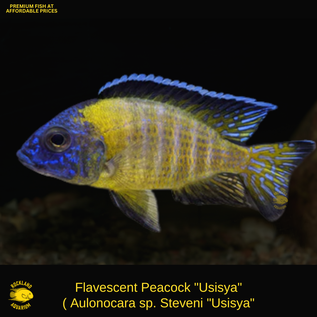 Flavescent Peacock "Usisya" - Aulonocara sp. Steveni "Usisya" - Africa