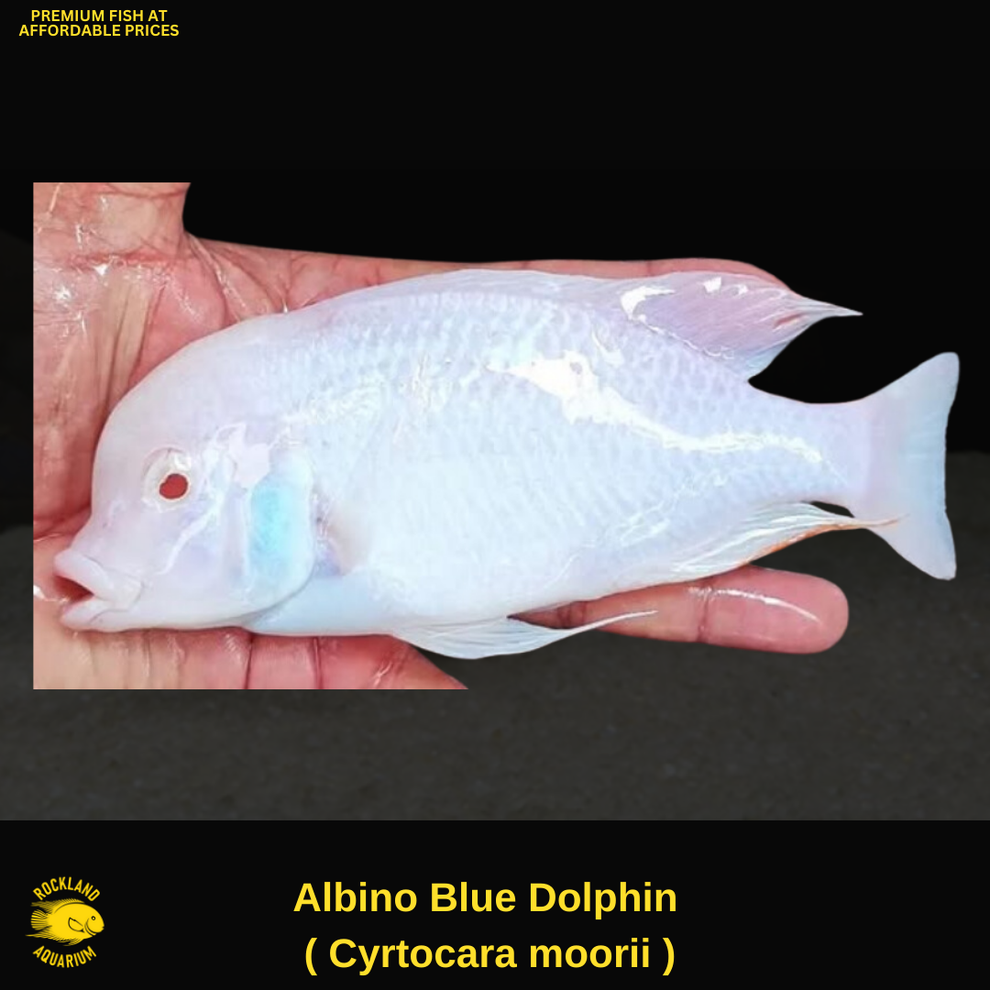 Albino Blue Dolphin - Cyrtocara moorii - African Cichlid - Live Fish