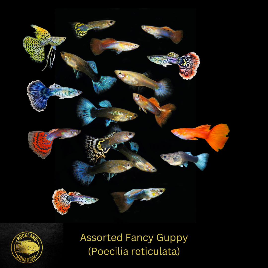 Assorted Fancy Guppy - Poecilia reticulata - Live Fish (75" - 1")