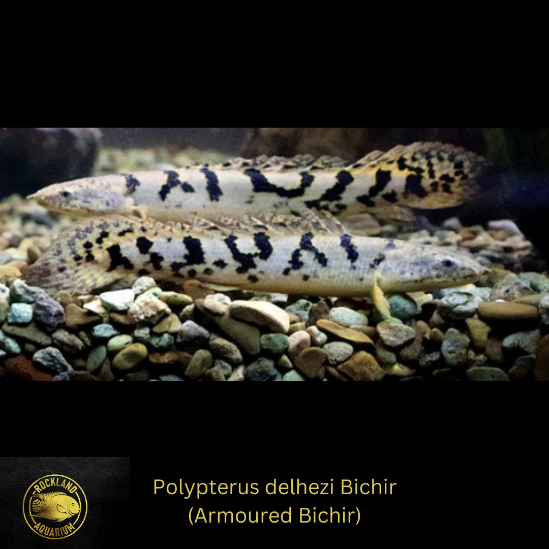 Barred AKA Armored Bichir - Polypterus delhezi - Live Fish
