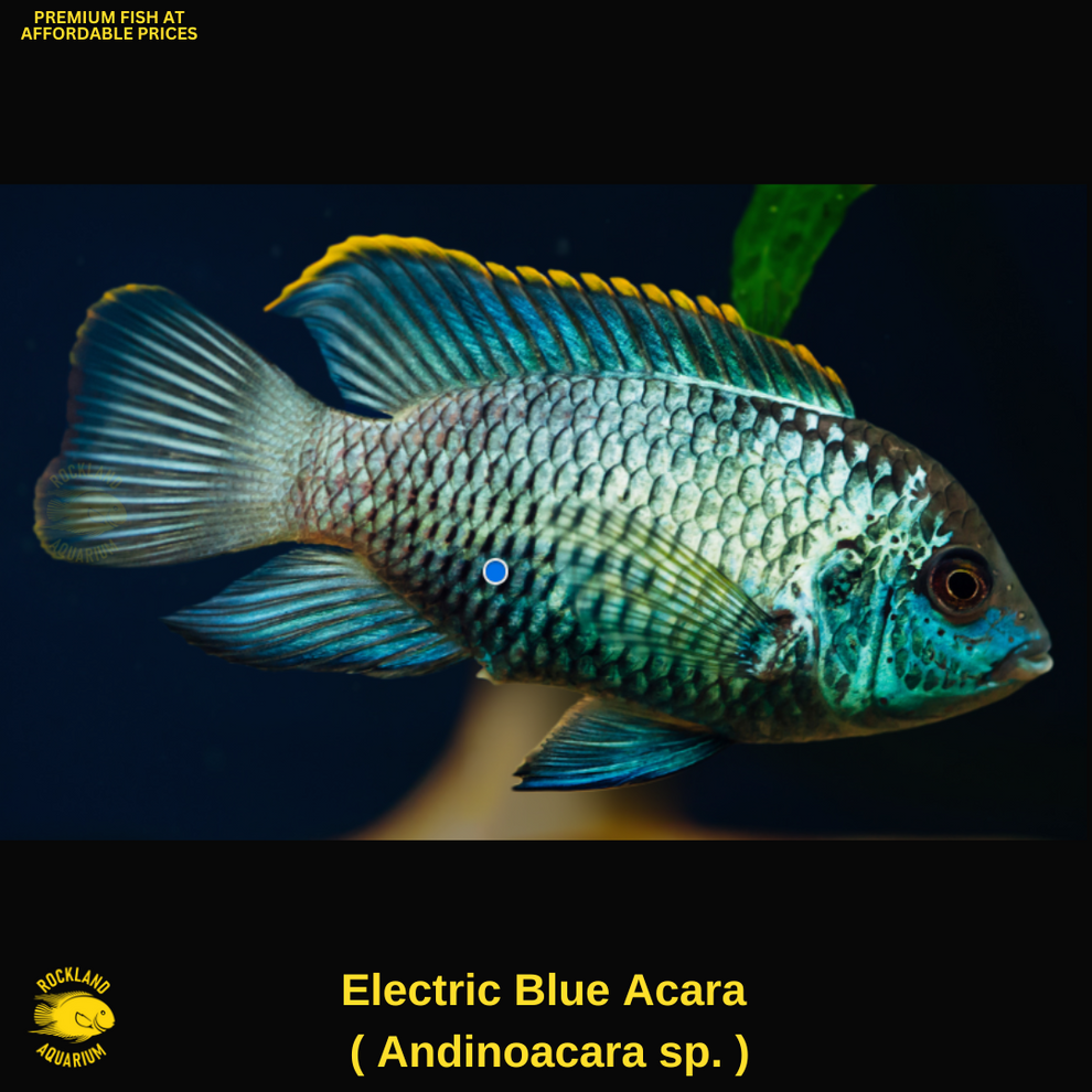 Electric Blue Acara - Andinoacara sp. - Live Fish