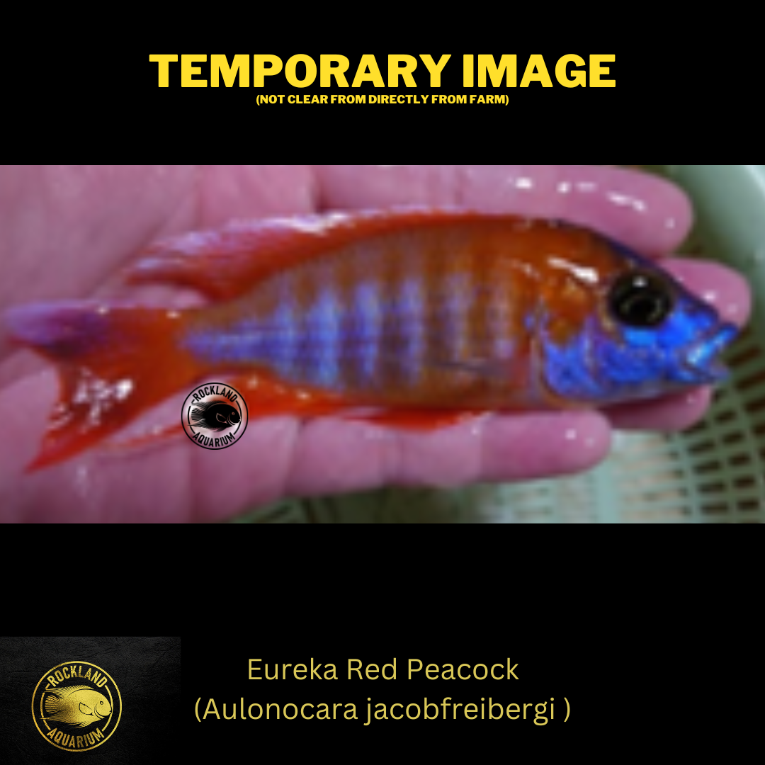 Eureka Red Peacock MALE - Aulonocara jacobfreibergi - Live Fish (A GRA ...