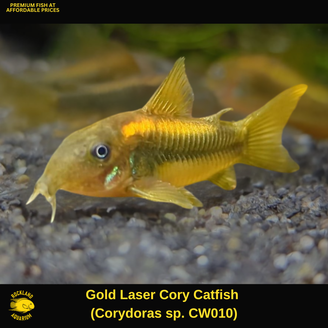 Gold Laser Cory – Corydoras sp. CW010 – Live Fish