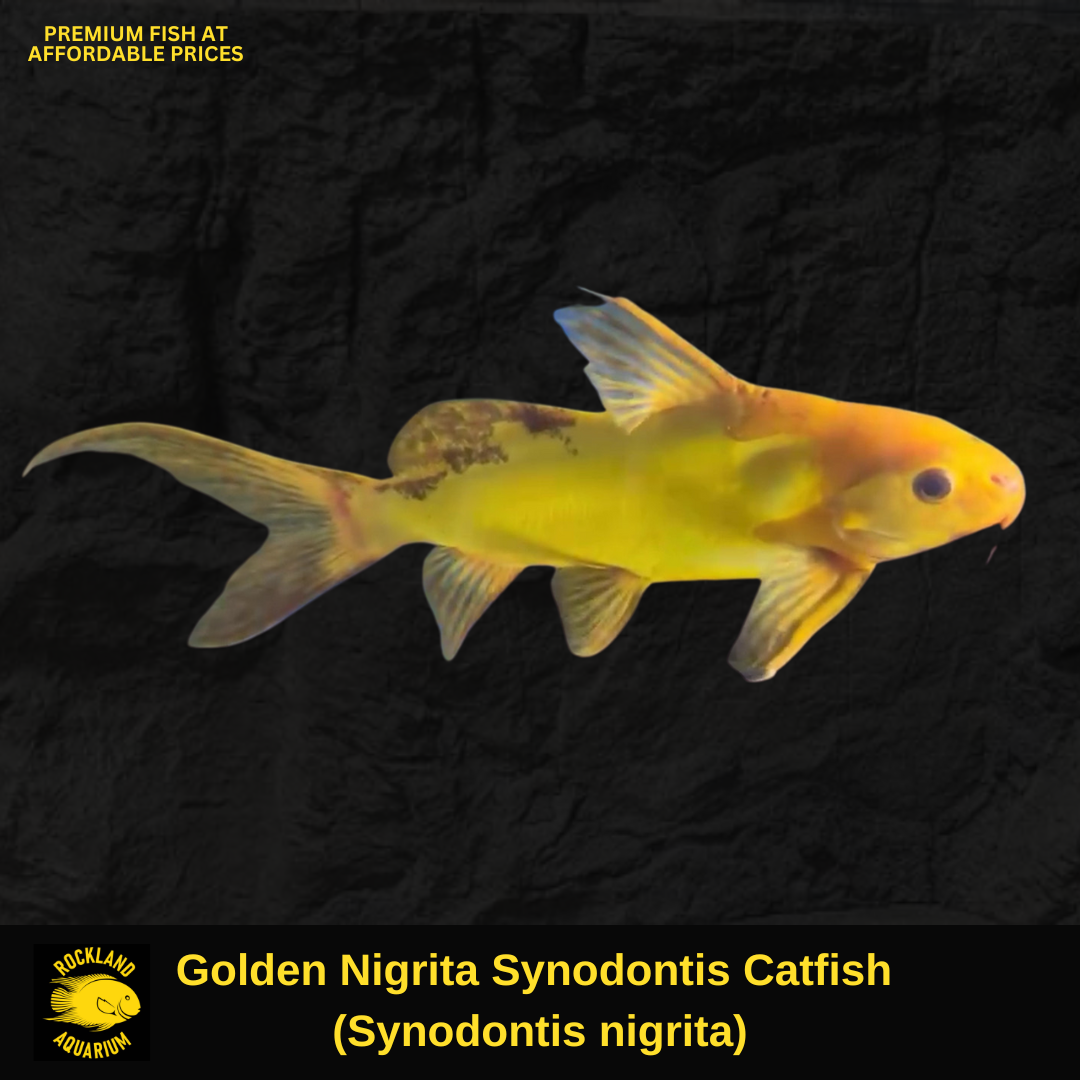 Golden Nigrita Synodontis Catfish - Synodontis nigrita - Live Fish