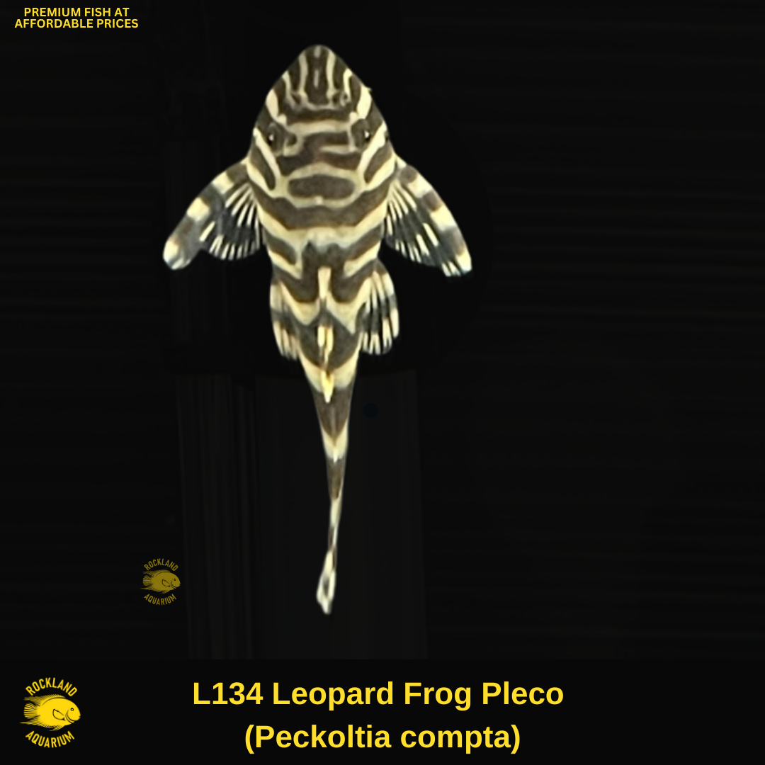 L134 Leopard Frog Pleco - Peckoltia compta - Live Fish (One Item)