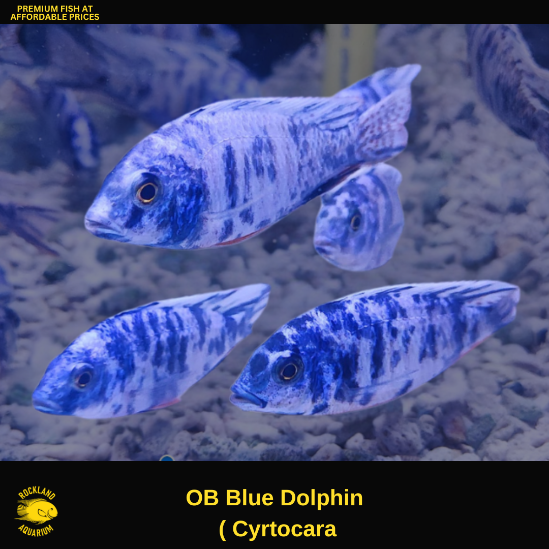 OB Dolphin - Cyrtocara moorii - Live Fish - African Cichlid - RARE