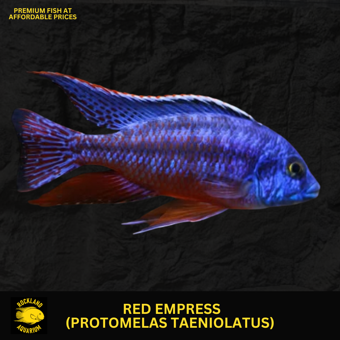 Red Empress - Protomelas taeniolatus - Live Fish
