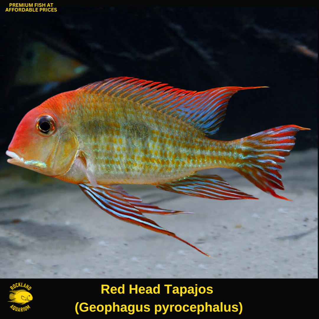 Red Head Tapajos Eartheater - Geophagus sp. - Live Fish