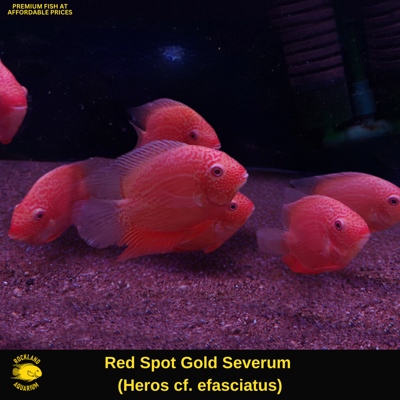 Red Spotted Severum Cichlid - Heros sp. – South American Beauty - Live