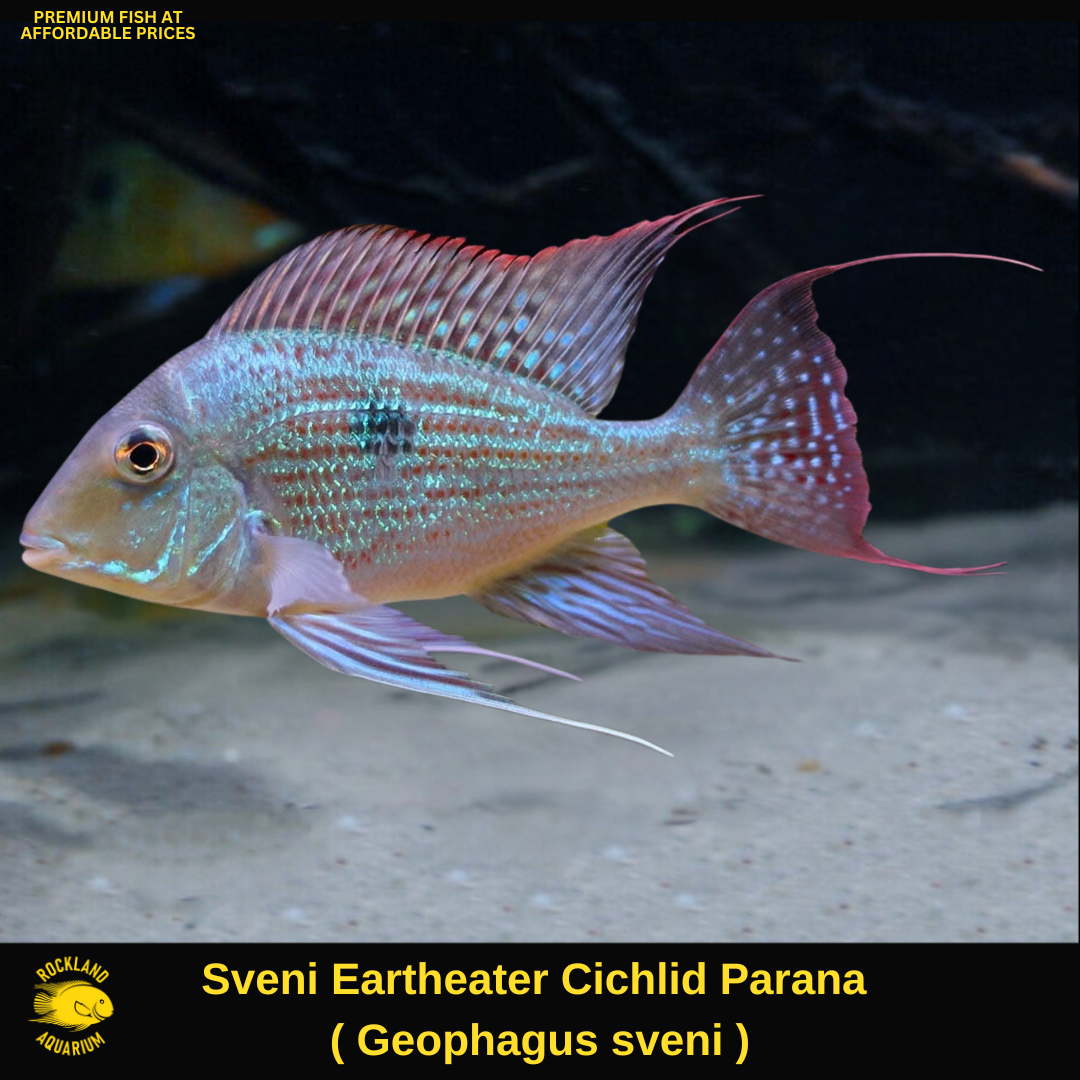 Geophagus Sveni Eartheater - Geophagus sp. 'sveni' - Live Fish (Multip