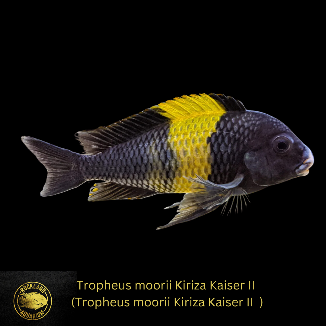 Tropheus moorii Kiriza Kaiser II - Tropheus moorii Kiriza Kaiser II