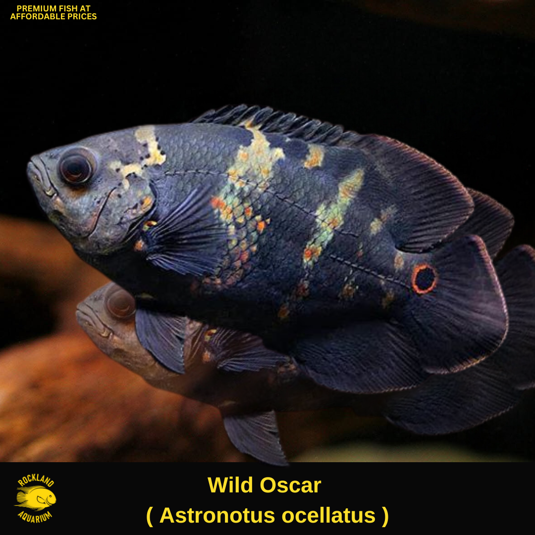 Wild Oscar - Astronotus ocellatus - Live Fish