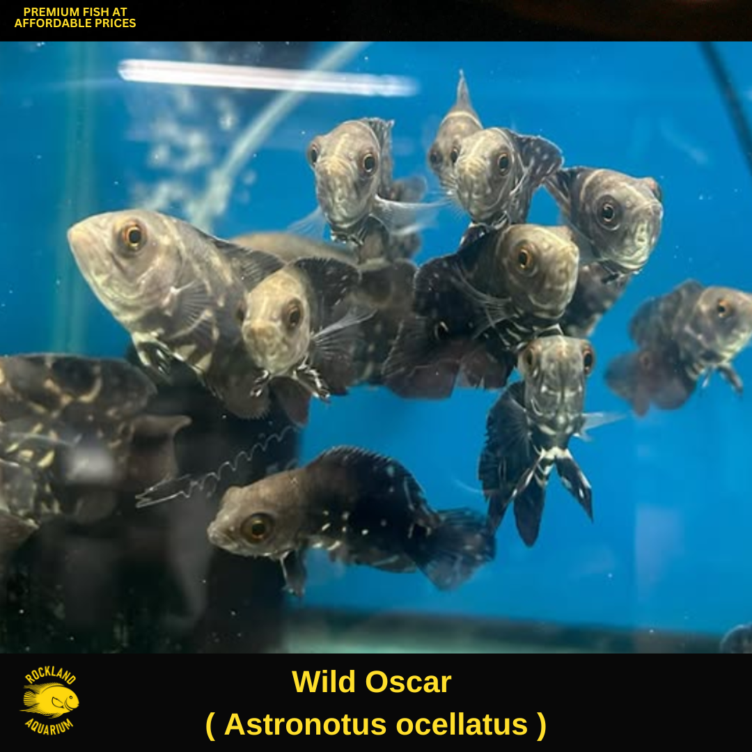 Rare Blue Oscar Fish