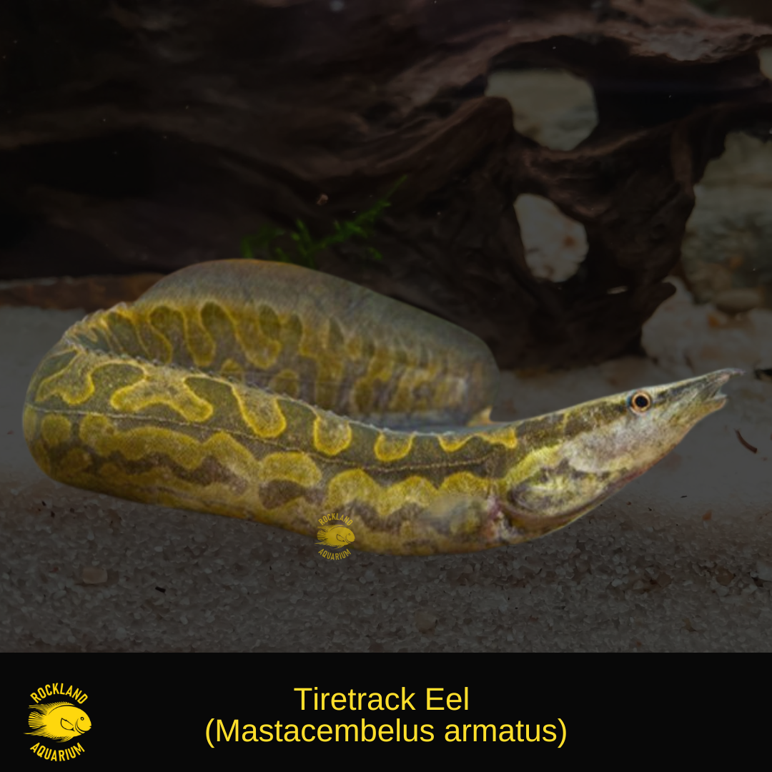 Tiretrack Eel - Mastacembelus armatus - Live Fish