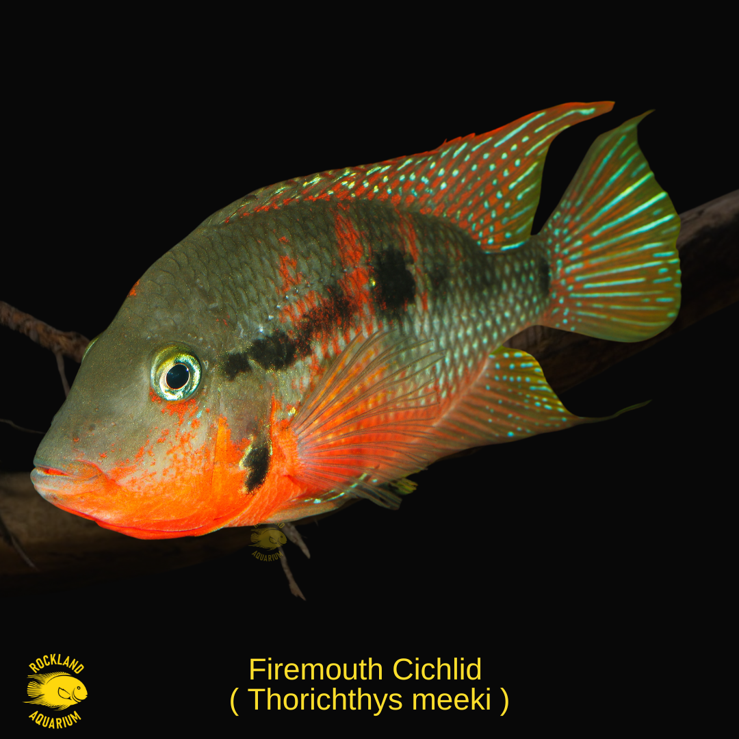 Firemouth Cichlid - Thorichthys meeki - Live Fish (One Item)