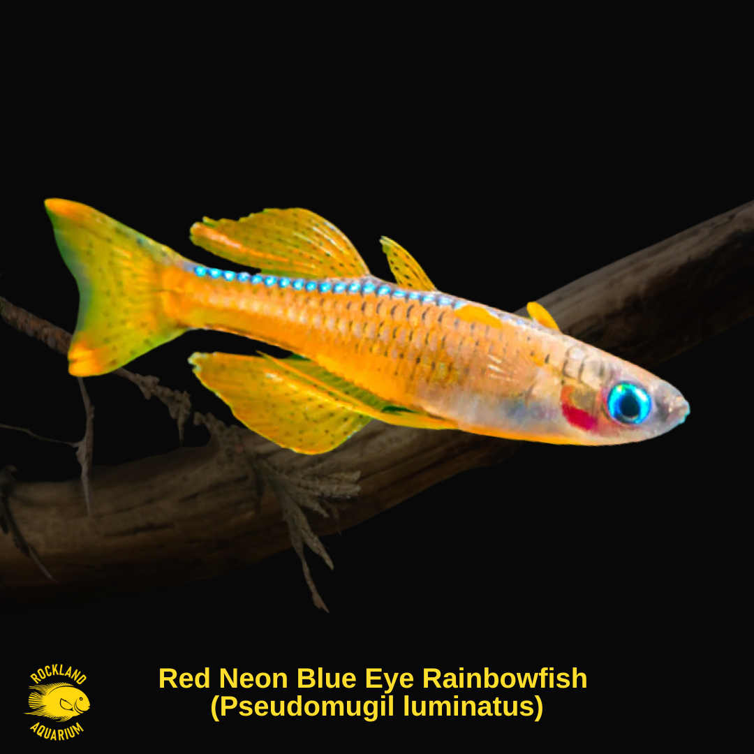 Red Neon Blue Eye Rainbowfish - Pseudomugil luminatus - Live Fish