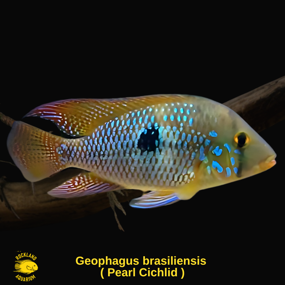 Pearl Cichlid - Geophagus brasiliensis- Live Freshwater Fish