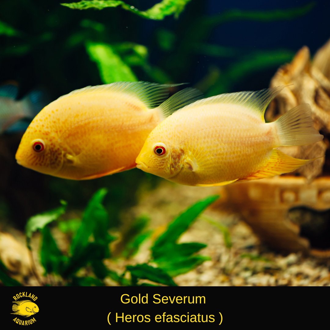 Gold Severum Cichlid - Heros sp. - Live Fish (Mulitple Sizes)
