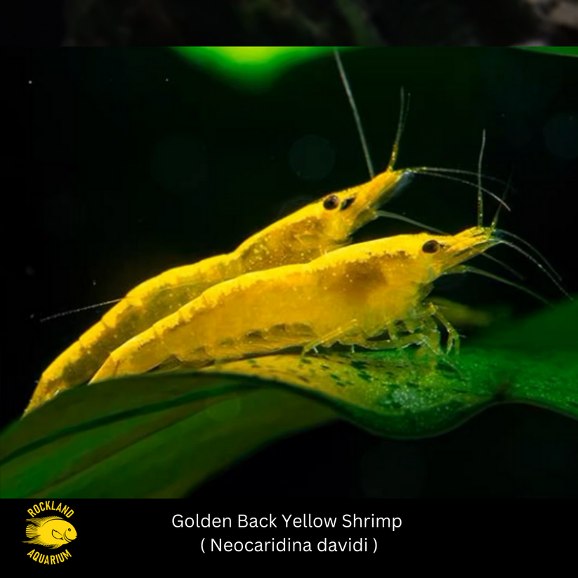 Golden Back Yellow Shrimp – Live Freshwater Shrimp
