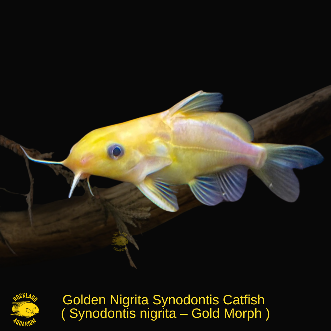 Golden Nigrita Synodontis Catfish - Synodontis nigrita – Gold Morph