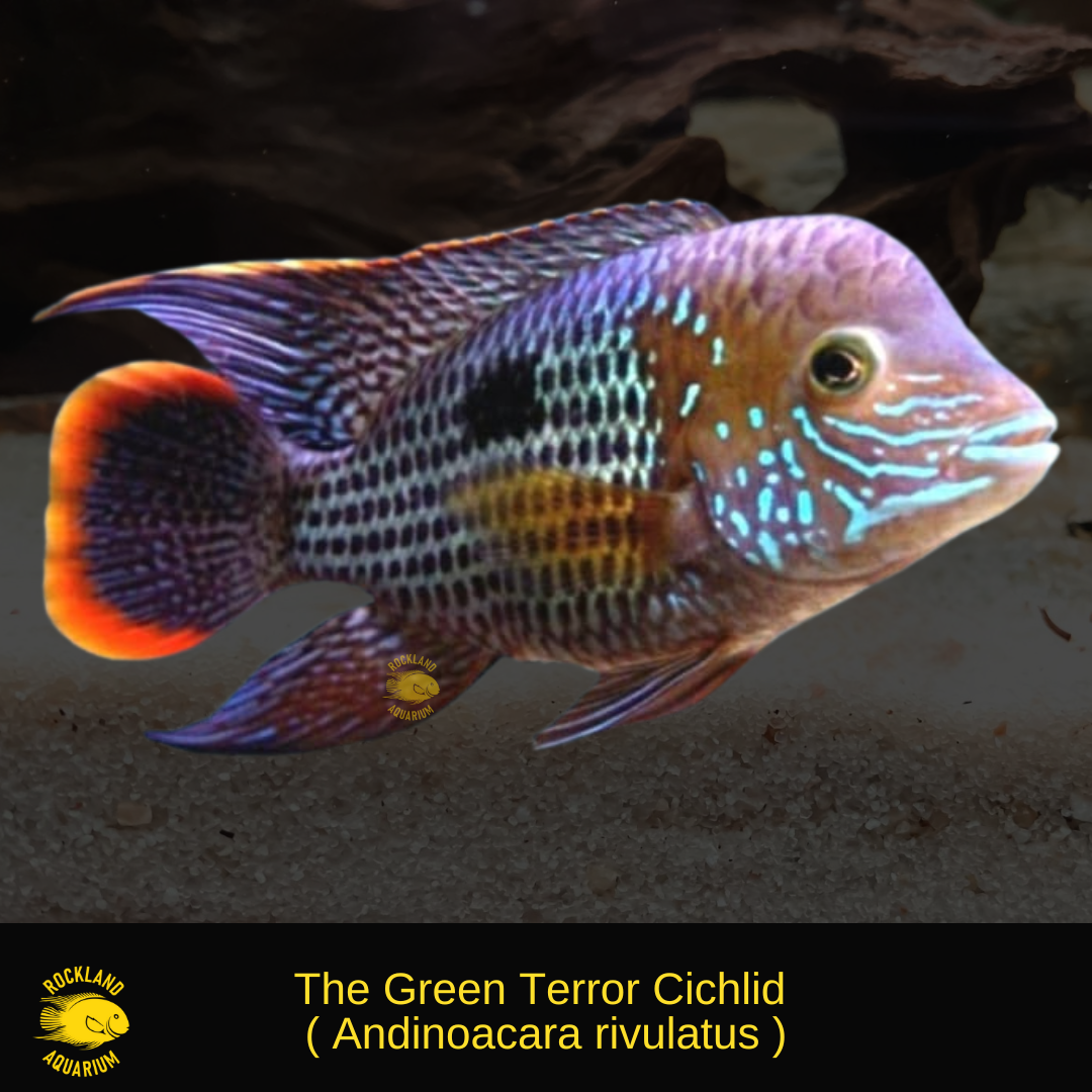 Green Terror Cichlid - Andinoacara rivulatus - Live Fish (Multiple Siz