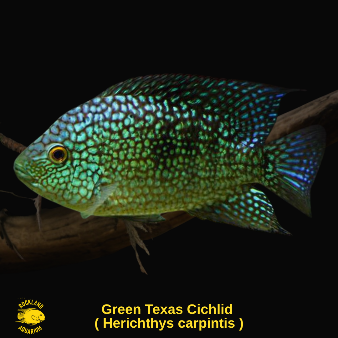 Green Texas Cichlid - Herichthys carpintis - Live Fish (One Item)