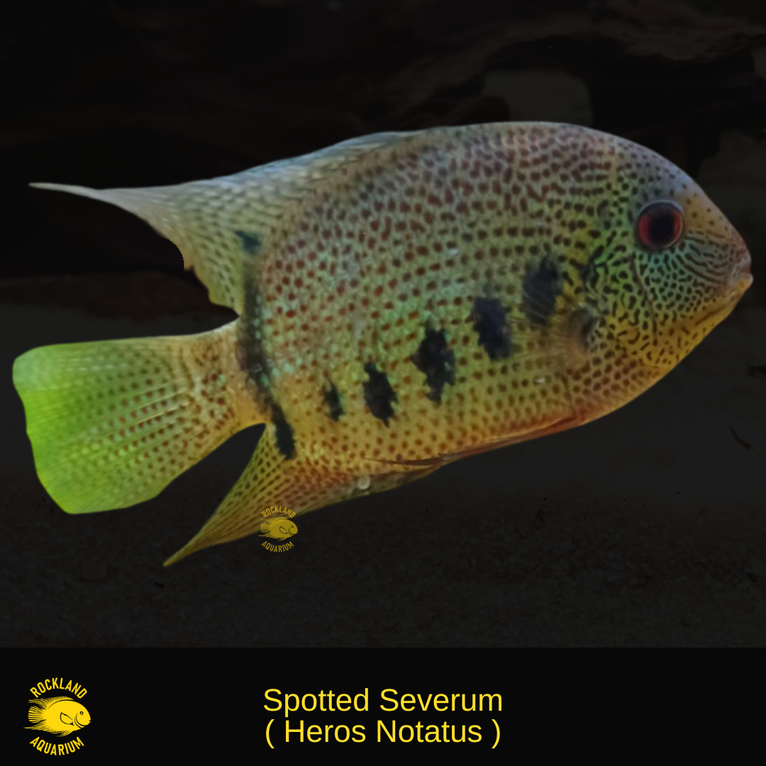 Spotted Severum Cichlid - Heros Notatus - Live Fish (RARE)