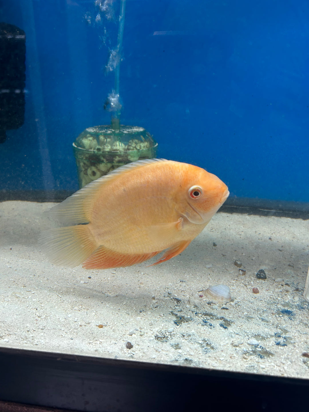 Gold Severum Cichlid - Heros sp. - Live Fish (Mulitple Sizes ...