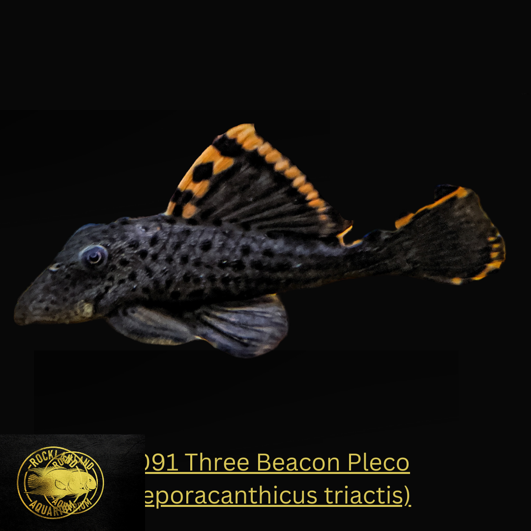 L091 Three Beacon Pleco - Leporacanthicus triactis- Live Fish (One Ite ...