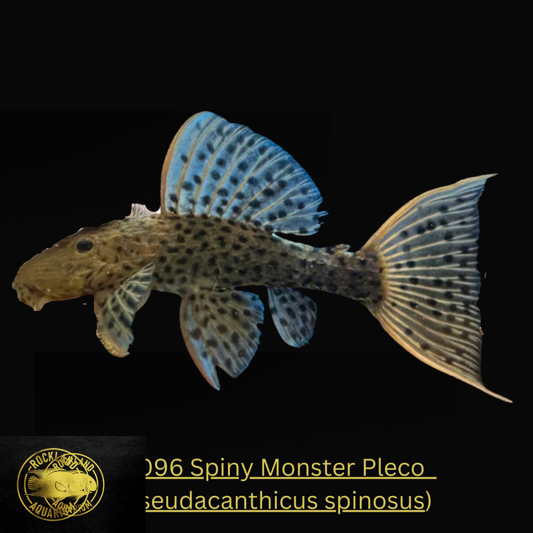 L096 Spiny Monster Pleco - Pseudacanthicus spinosus - Live Fish (One I ...