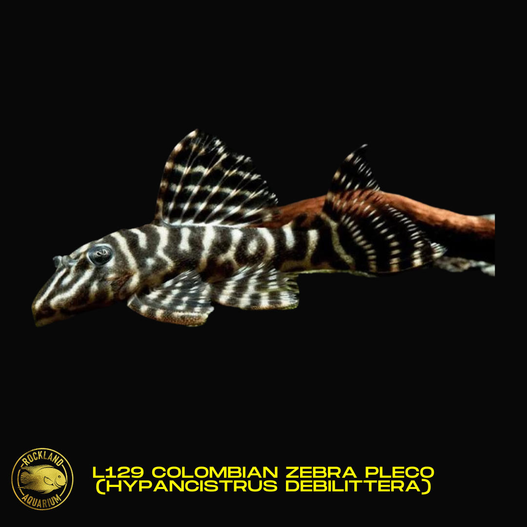 L129 Columbia Zebra Pleco – Hypancistrus debilittera - Live Fish (One