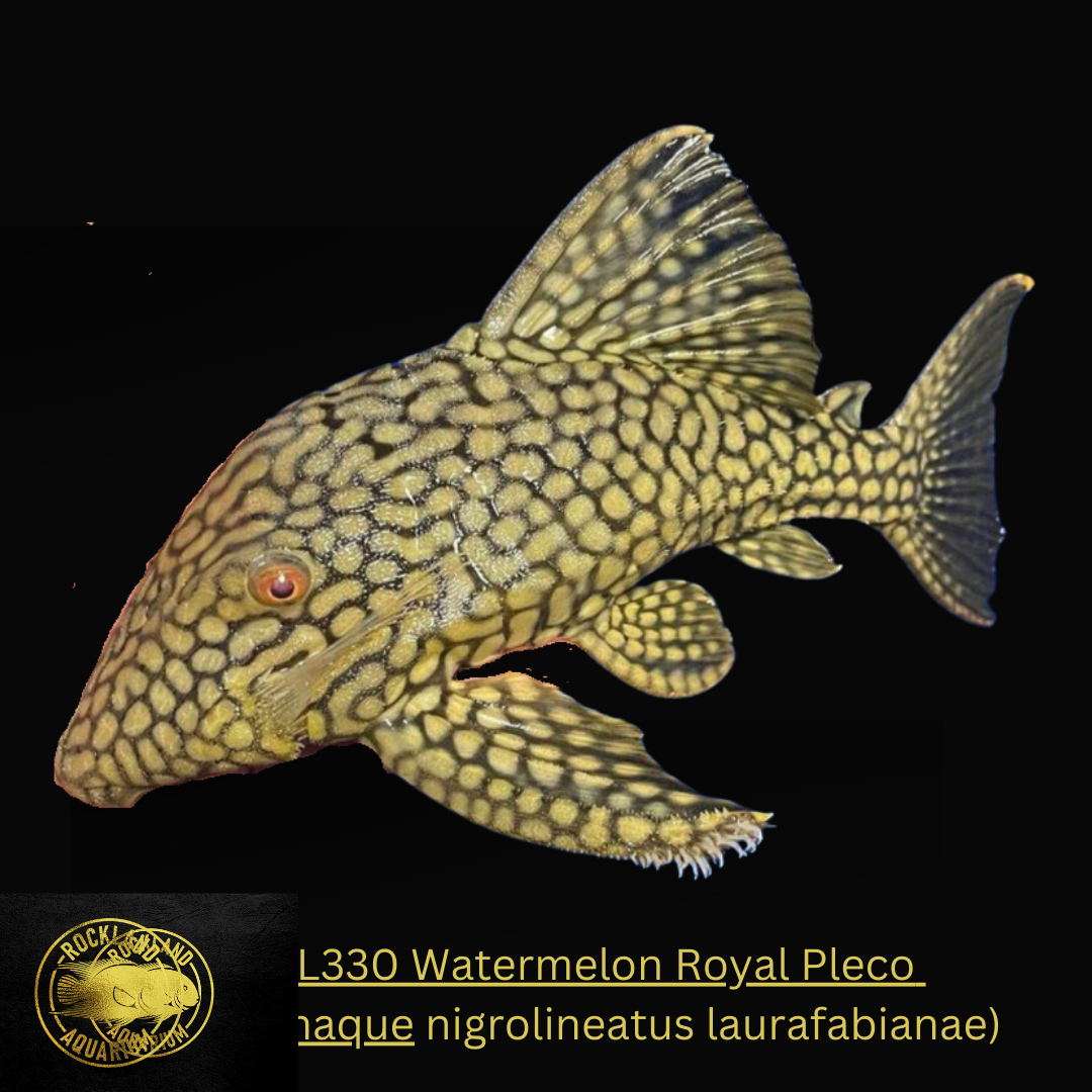 L330 Watermelon Royal Pleco - Panaque nigrolineatus- Live Fish