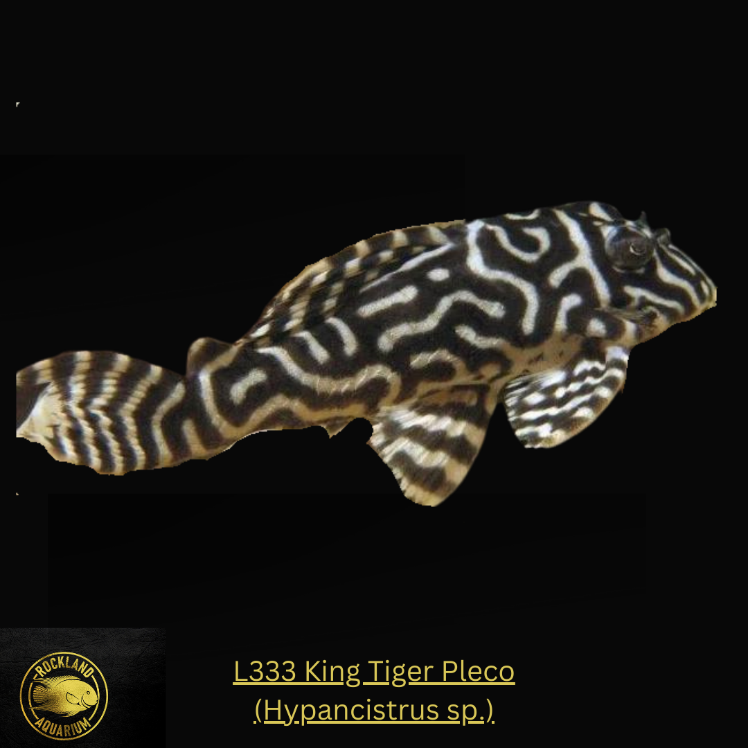 L333 King Tiger Pleco - Hypancistrus sp. - Live Fish (One Item ...