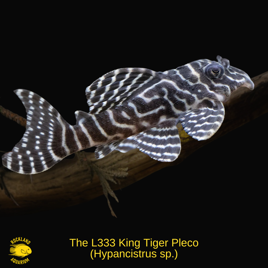 L333 King Tiger Pleco - Hypancistrus sp. - Live Fish (One Item)