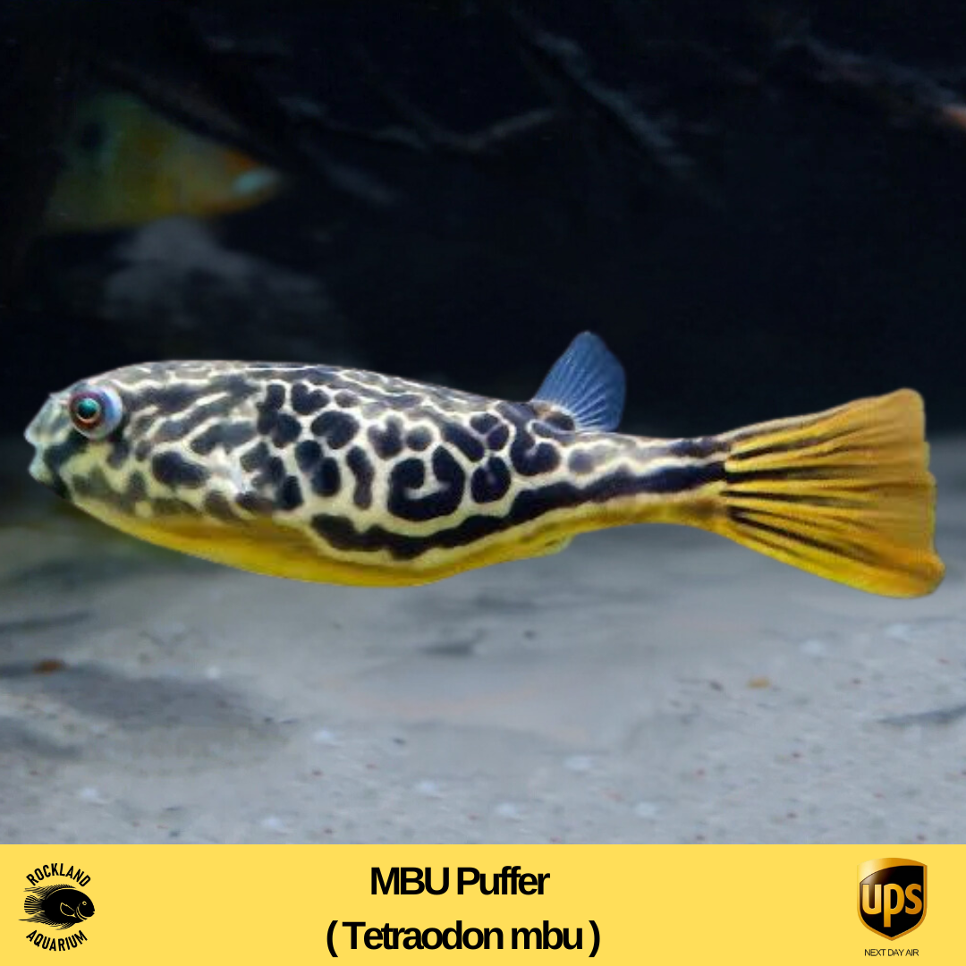MBU Puffer - Tetraodon mbu - Live Fish