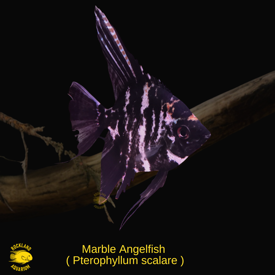 Marble Angelfish - Pterophyllum scalare - Live Fish (One Item)