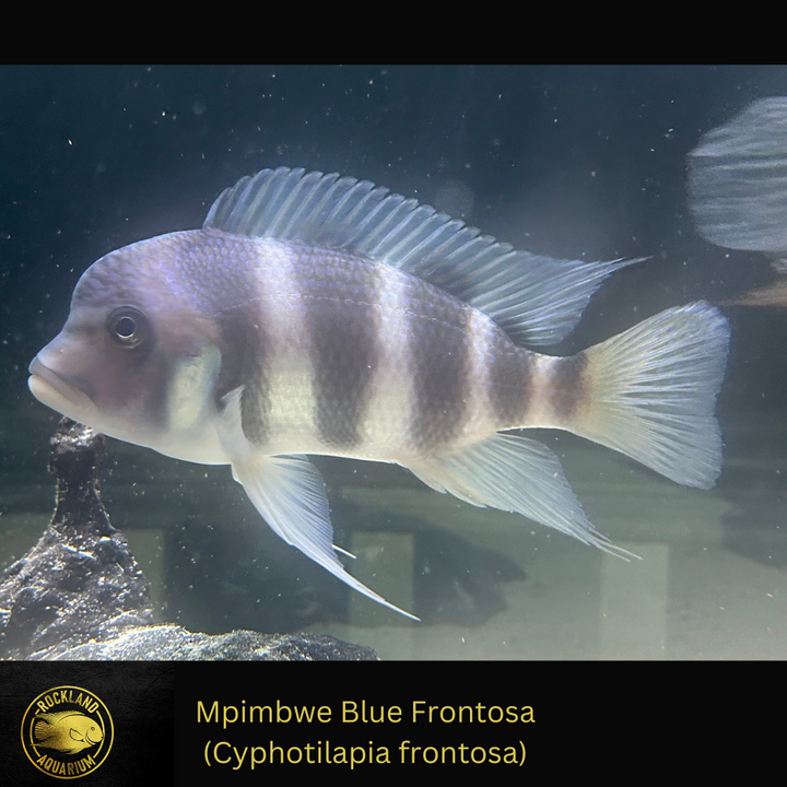 Mpimbwe Blue Frontosa - Cyphotilapia frontosa - Live Fish – Rockland ...