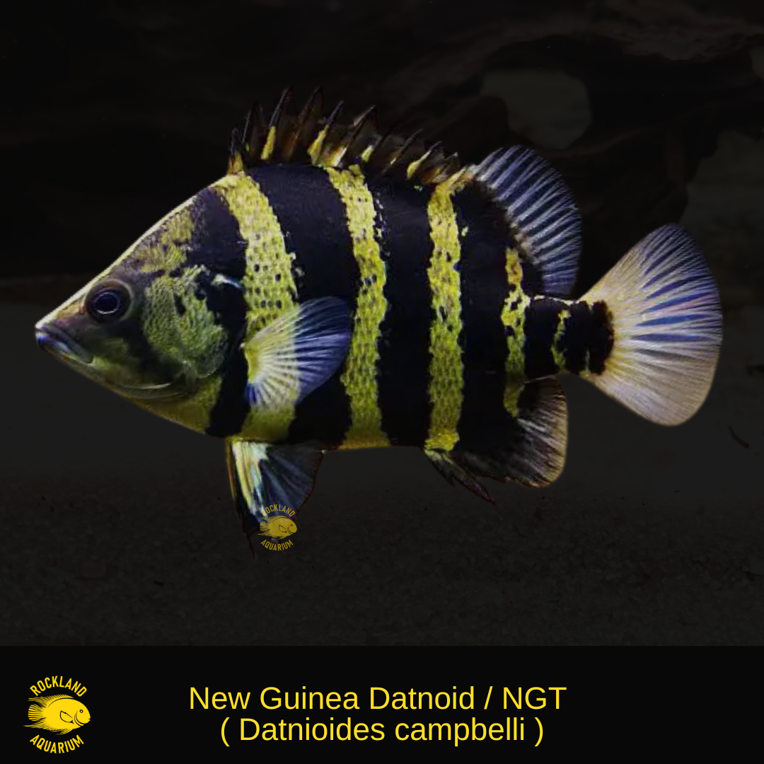 New Guinea Datnoid / NGT - Datnioides campbelli - Live Fish