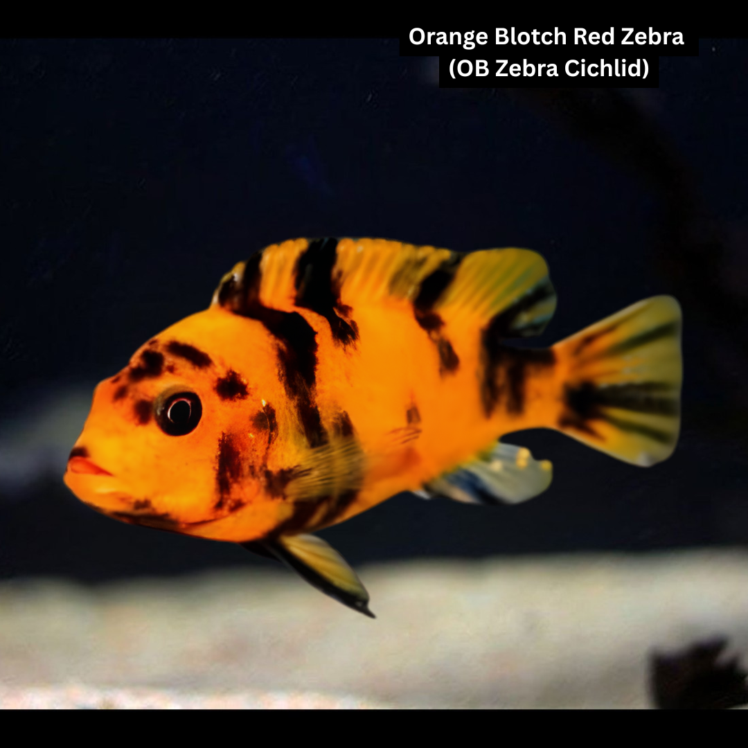 Orange Blotch Red Zebra (OB Zebra Cichlid) – African Mbuna – Live Fish