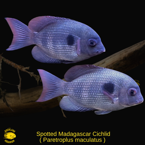 Spotted Damba Cichlid - Paretroplus maculatus - Live Fish