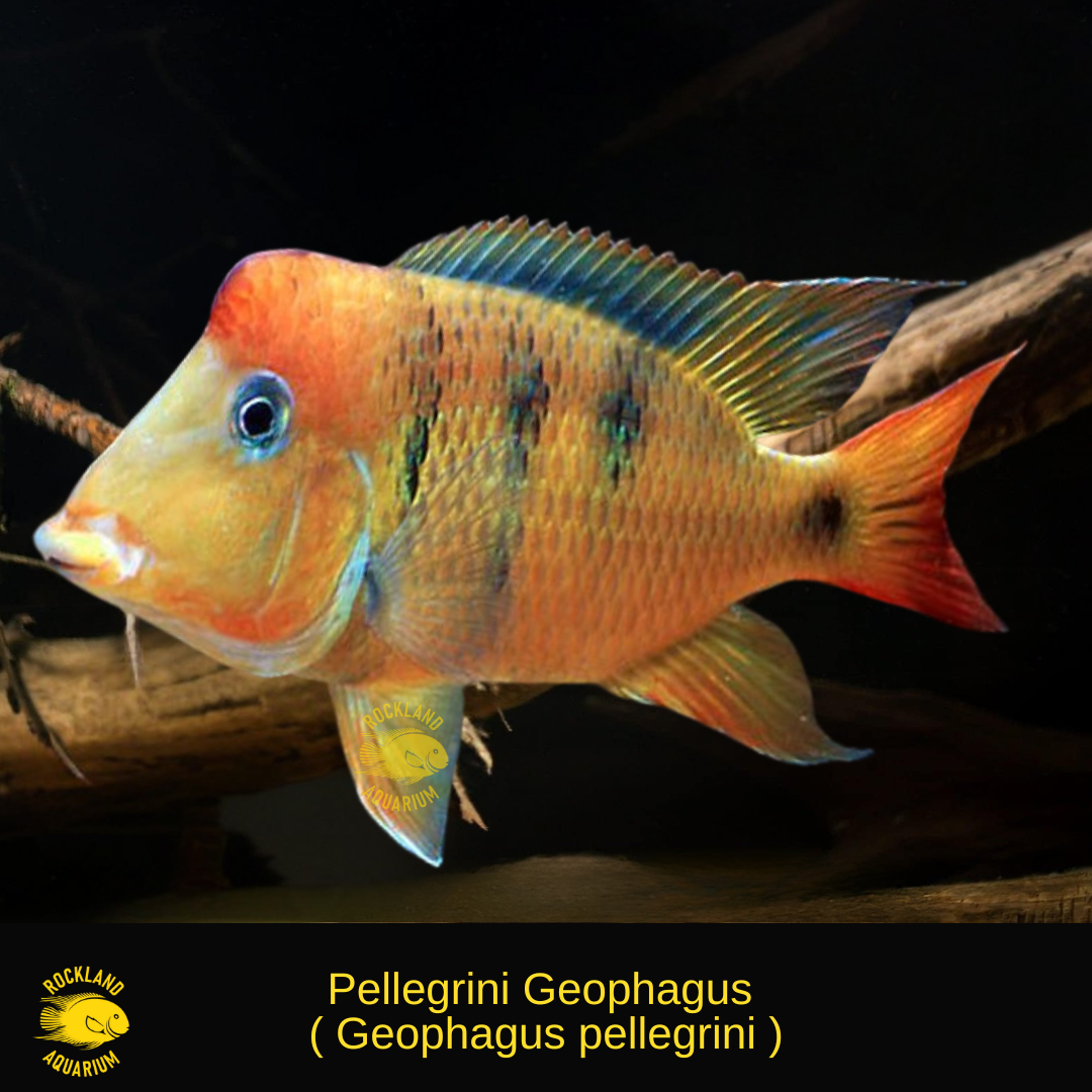 Pellegrini Geophagus - Geophagus pellegrini - Live Fish (Mulitple Size
